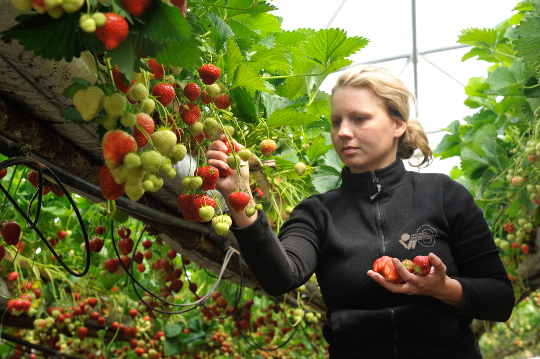 Thornes Farm Shop What's Growing Now
